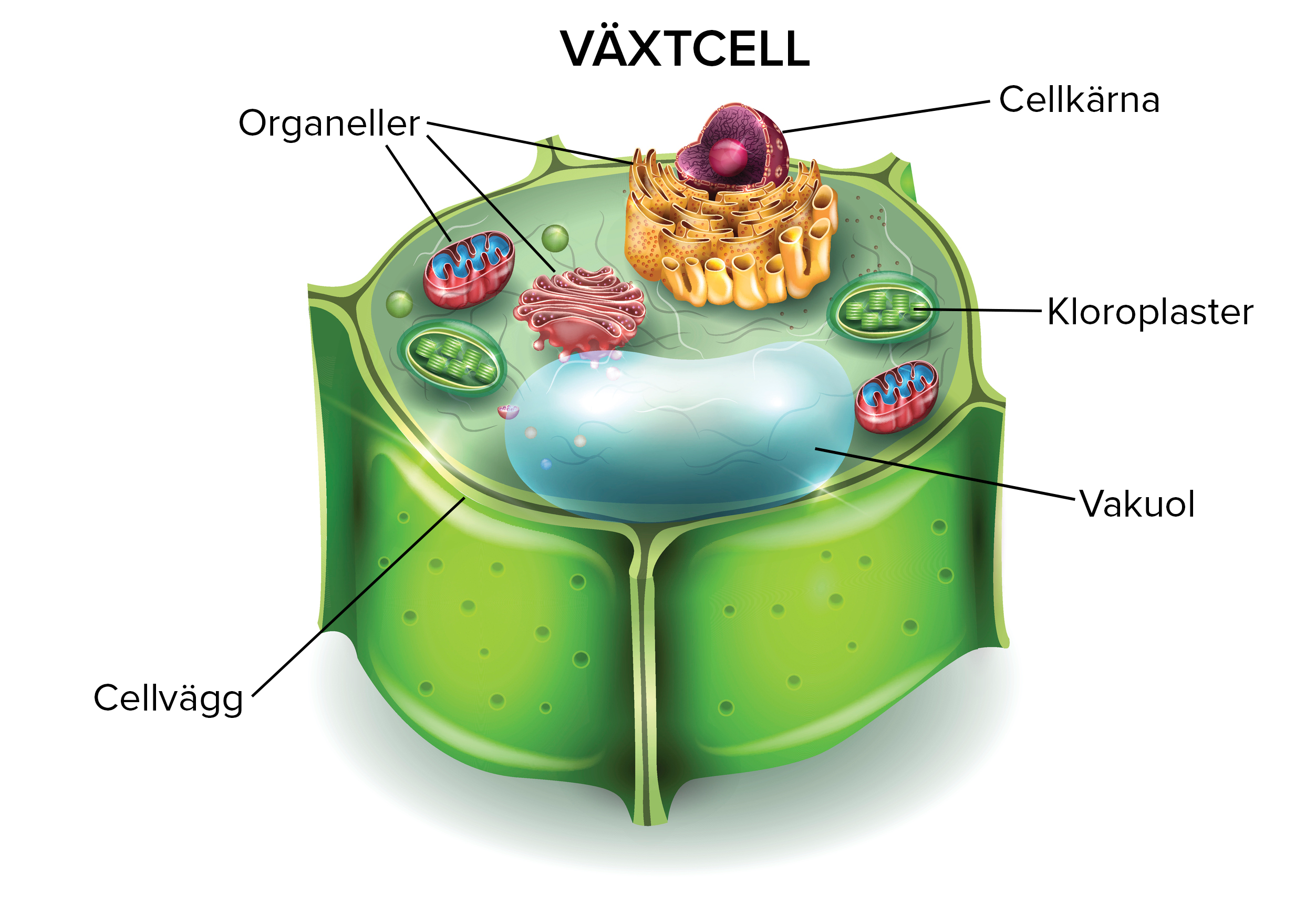 Växtcell – läromedel till lektion i biologi åk 4,5,6