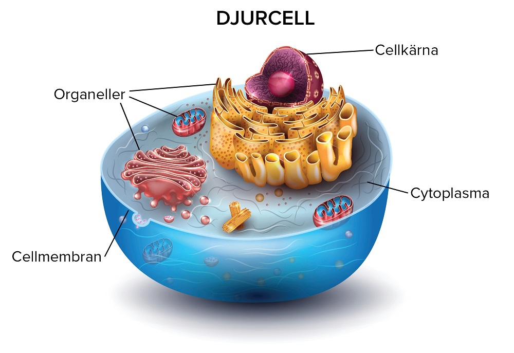 Djurcell – läromedel till lektion i biologi åk 4,5,6