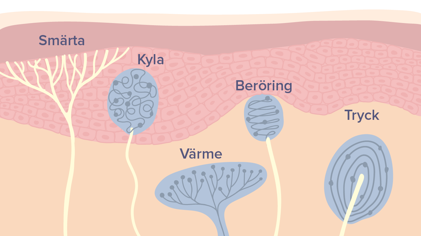 Hud och känsel – läromedel i biologi åk 4,5,6