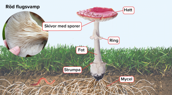 Svampar i skogen – läromedel till lektion i biologi åk 4,5,6