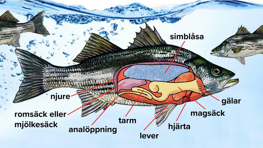 Fiskar – läromedel till lektion i biologi åk 4,5,6